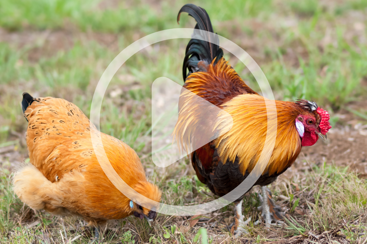 Chicken Breeds for Beginners – Mother Earth News